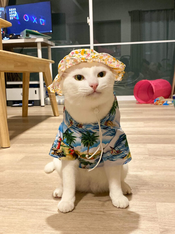 Pramy Cat - Pramy Cat