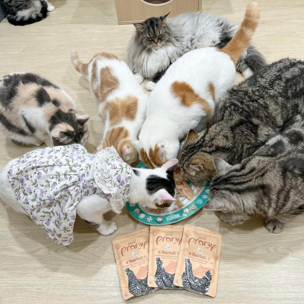 Pramy Cat - Pramy Cat