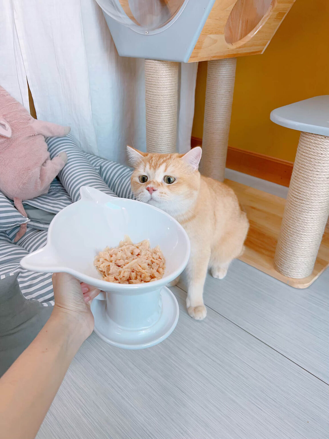 Immunity Booster Salmon with Tuna Recipe - Pramy Cat