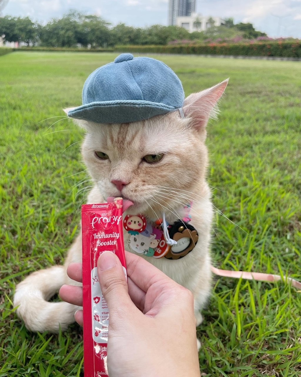 Our story - Pramy Cat