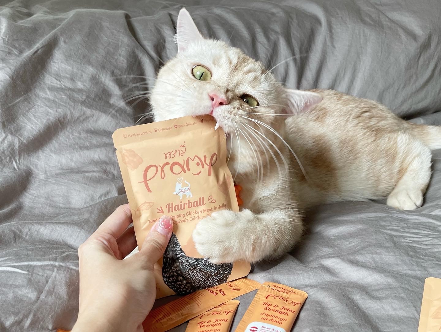 Our story - Pramy Cat