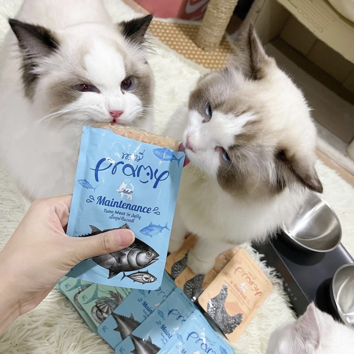 Our story - Pramy Cat