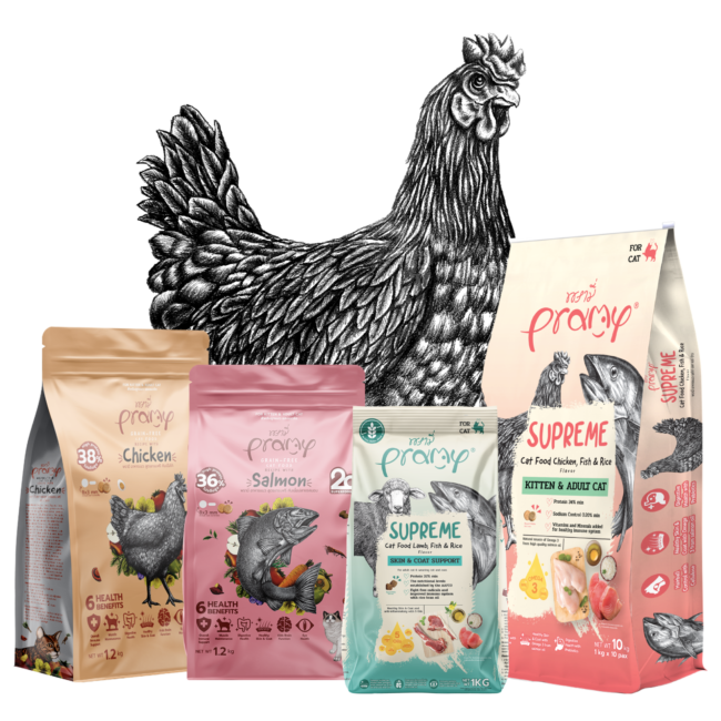 Pramy Cat - Pramy Cat