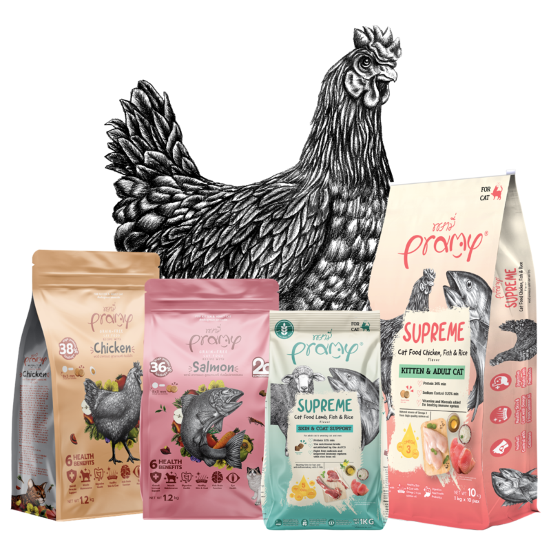 Pramy Cat - Pramy Cat
